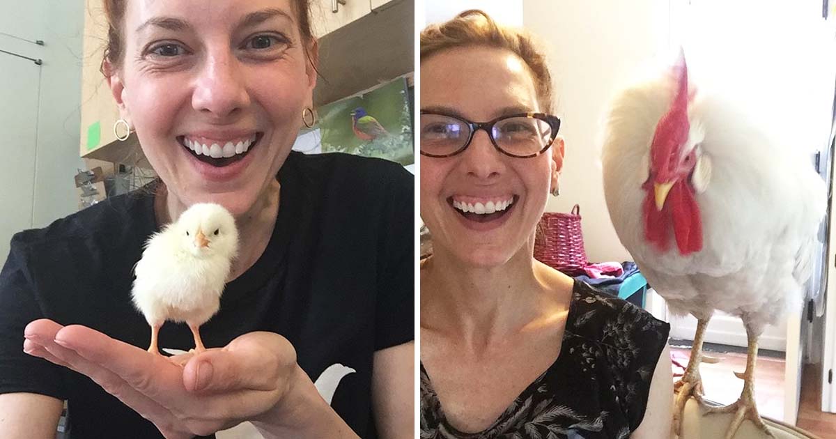 Woman Rescues Chicken From NYC Streets, Falls In Love With It | FaithPot