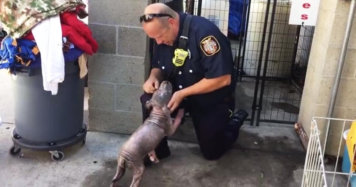 Dog’s Honest Reaction to Another Dog Eating a Hot Dog Steals the Show ...