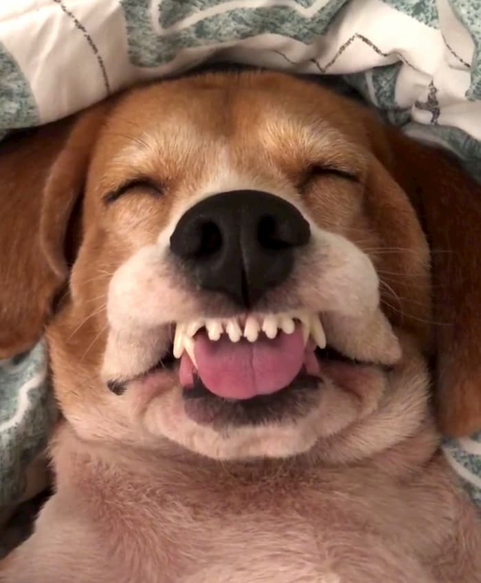 Adorable Puppy Has The Goofiest Face While Sleeping | FaithPot