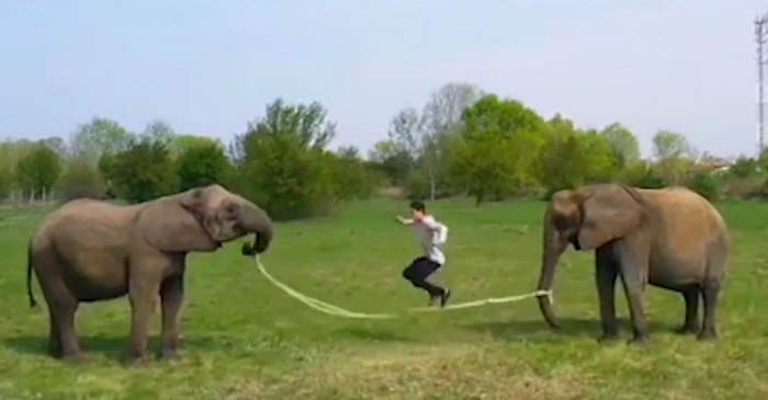 Acrobat Performs Incredible Basketball Tricks With Elephants | FaithPot
