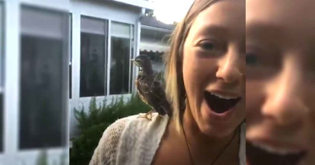 Baby Robin Can't Forget Human Mom Who Rescued Him | FaithPot